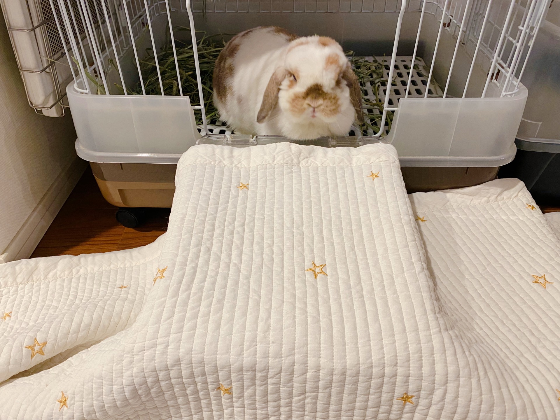 【完全ガイド】うさぎのお散歩の始め方♪（「うさんぽ」「へやんぽ」） | Rag & Lop