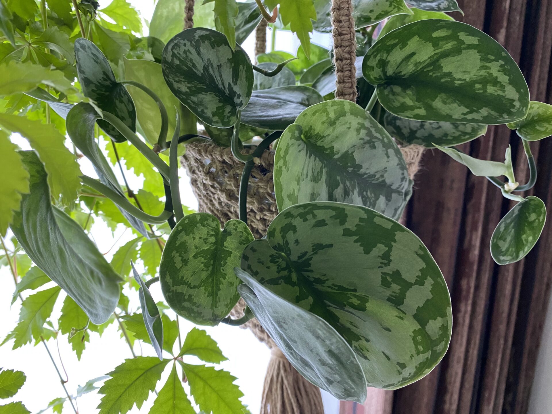 猫に毒性のある植物を安全に飾る方法＜3選＞実例で紹介！｜スキンダプサス・モンステラ・ポトスなど | Rag & Lop