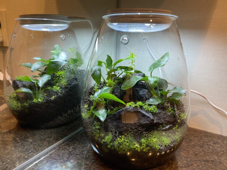 パルダリウムのレシピ③｜DOOA ガラスポット SHIZUKU編｜猫にも安全な観葉植物インテリア | Rag & Lop