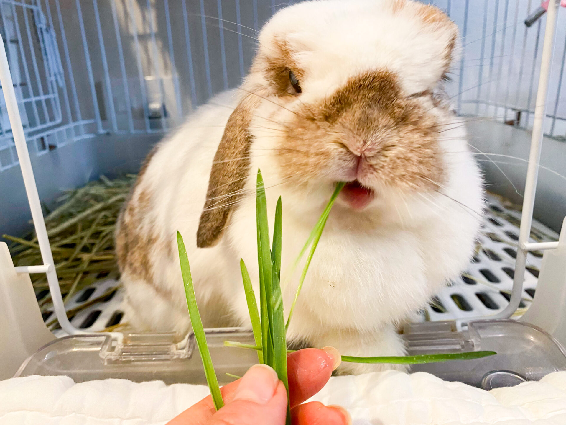うさぎが食べられる野菜・生牧草をベランダで簡単栽培｜おすすめ3選と栽培方法（オーツヘイ・イタリアンライグラス） | Rag & Lop