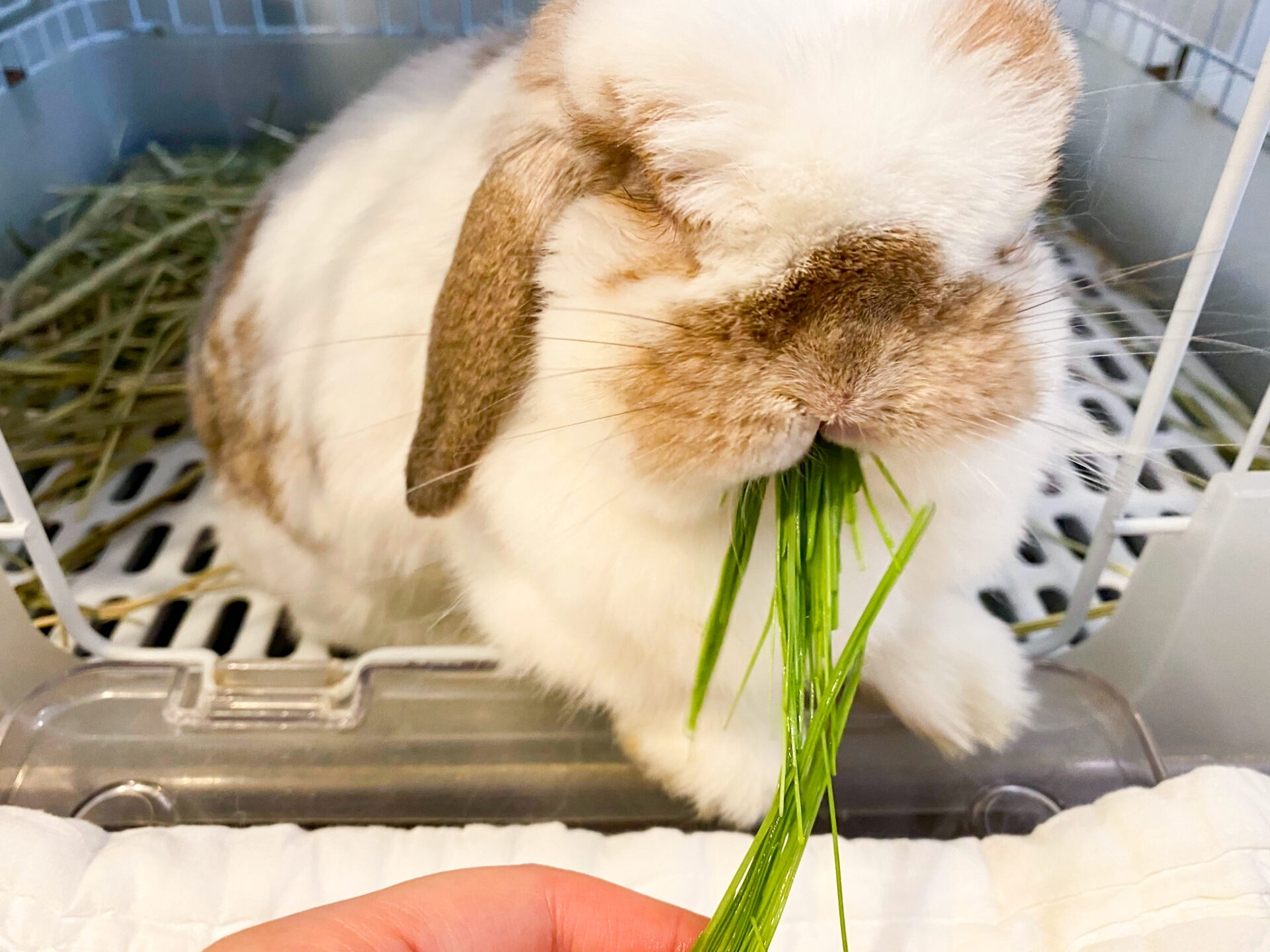 うさぎが食べられる野菜をベランダ菜園で育てよう！｜おすすめは生牧草！（オーツヘイ・イタリアンライグラス） | Rag & Lop