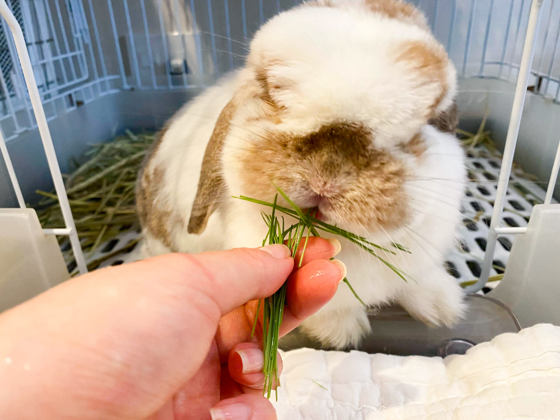 うさぎが食べられる野菜・生牧草をベランダで簡単栽培｜おすすめ3選と栽培方法（オーツヘイ・イタリアンライグラス） | Rag & Lop