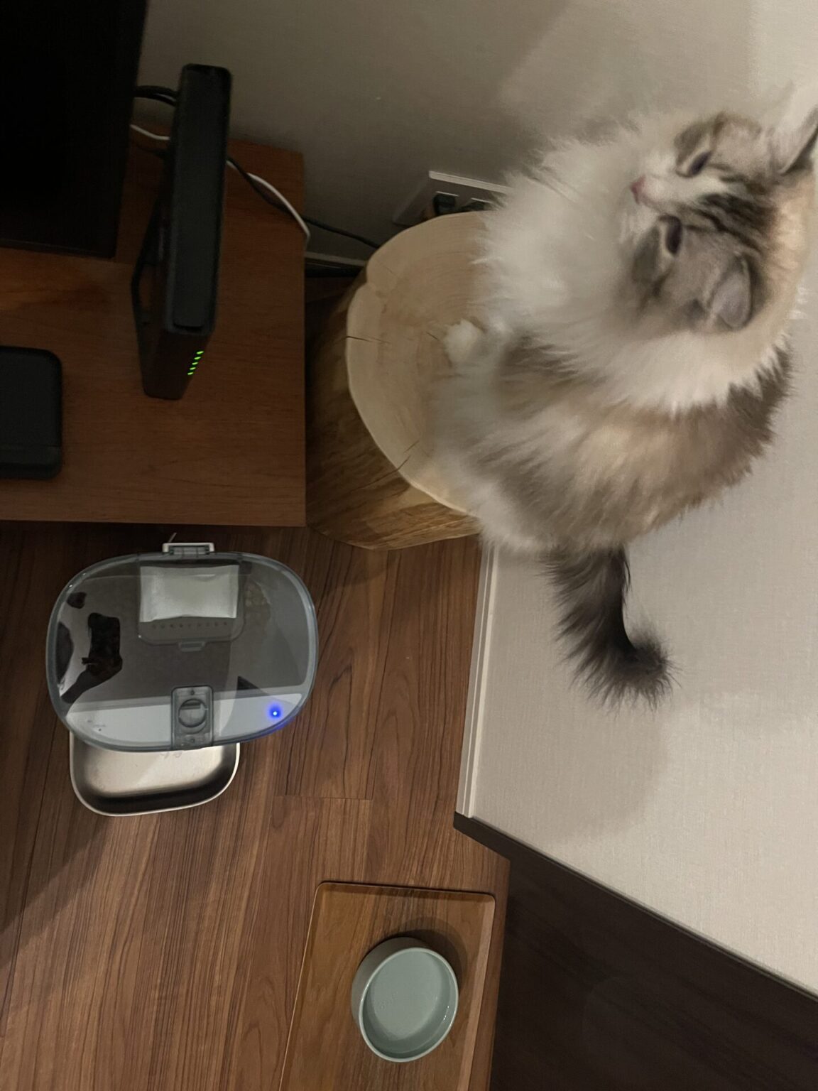 【もっと早く知りたかった！】カリカリマシーンV2Cの本音レビュー｜自動給餌器 | Rag & Lop